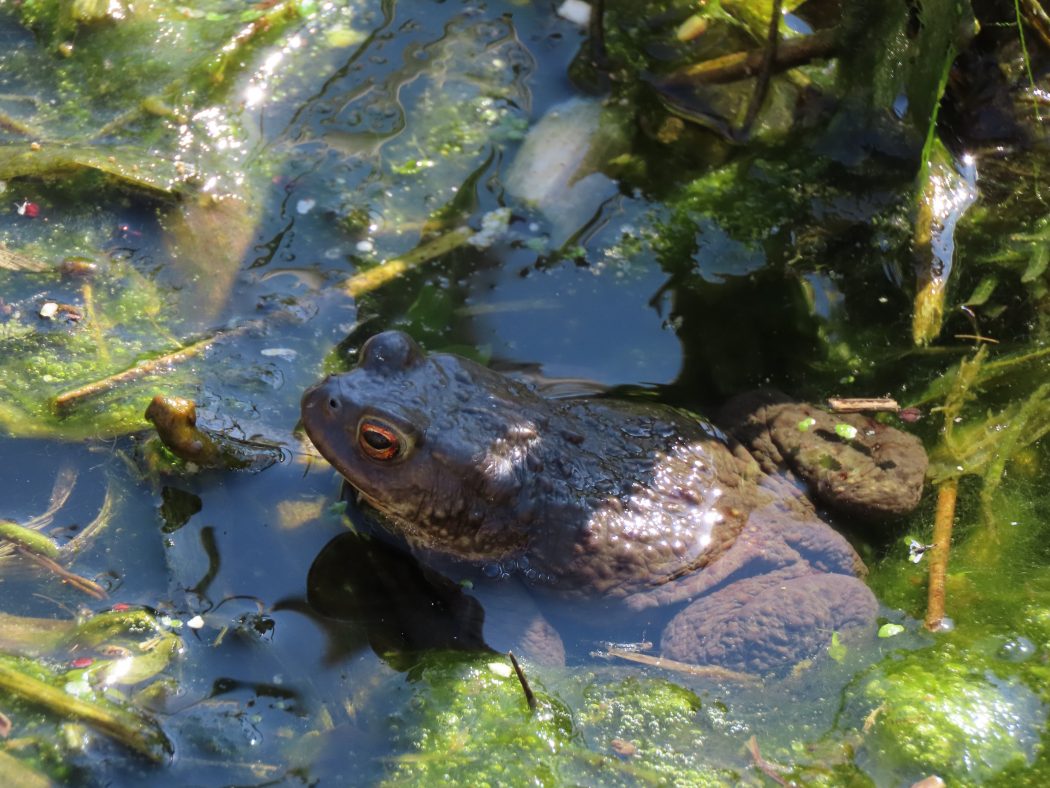 5 interesting facts about common toads » My Home Farm