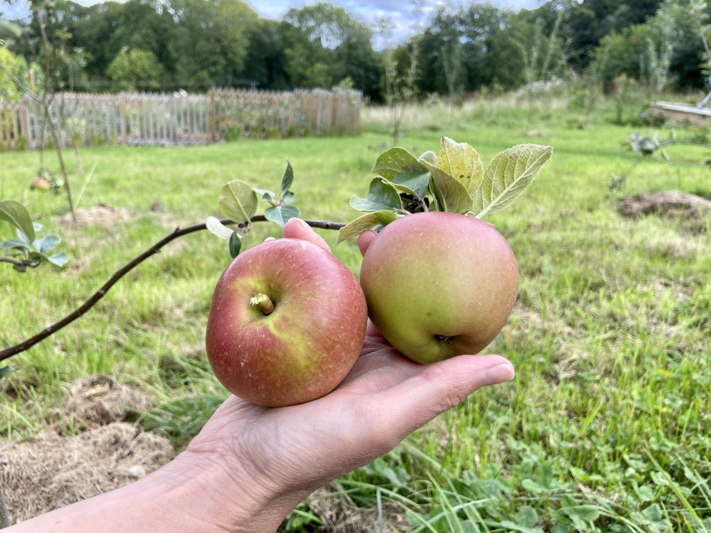 Our first apples » My Home Farm